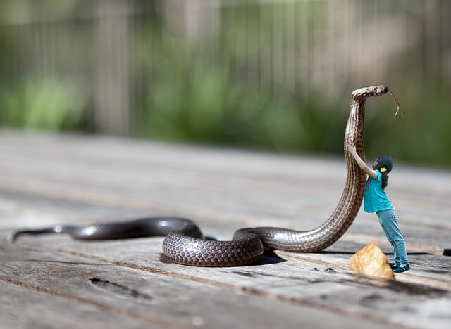 Fear Of Snakes: 3 Ways You Can Cope | Betterhelp